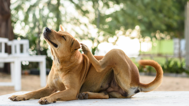 VetStem Cell Therapy for Canine Atopic Dermatitis