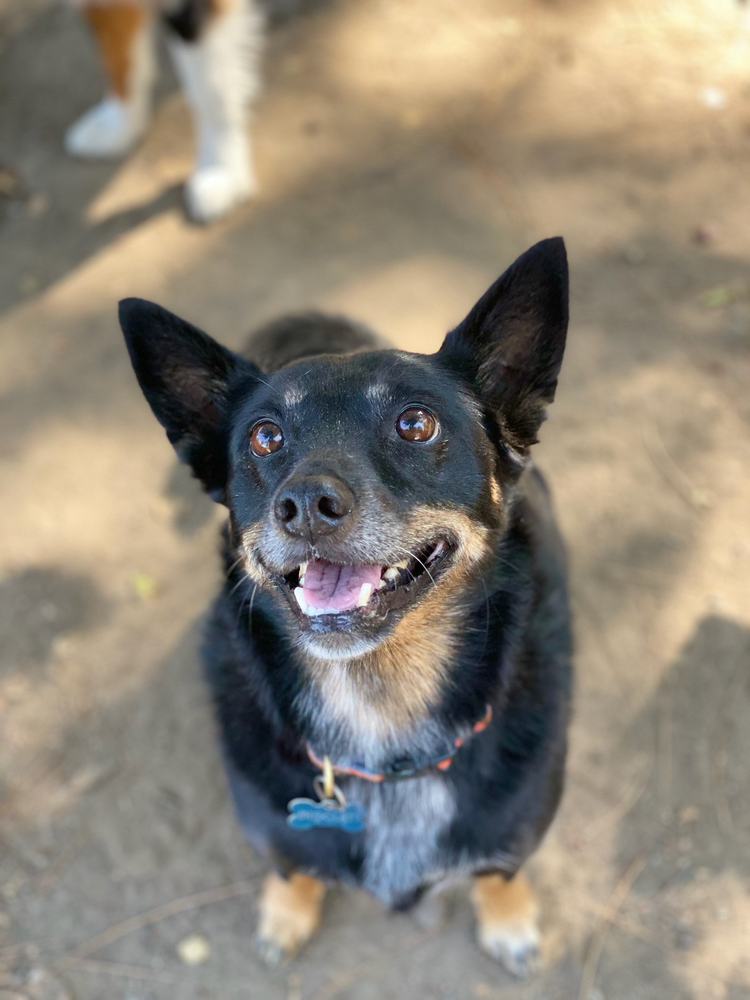 Dog acts ‘years younger’ after treatment with stem cells