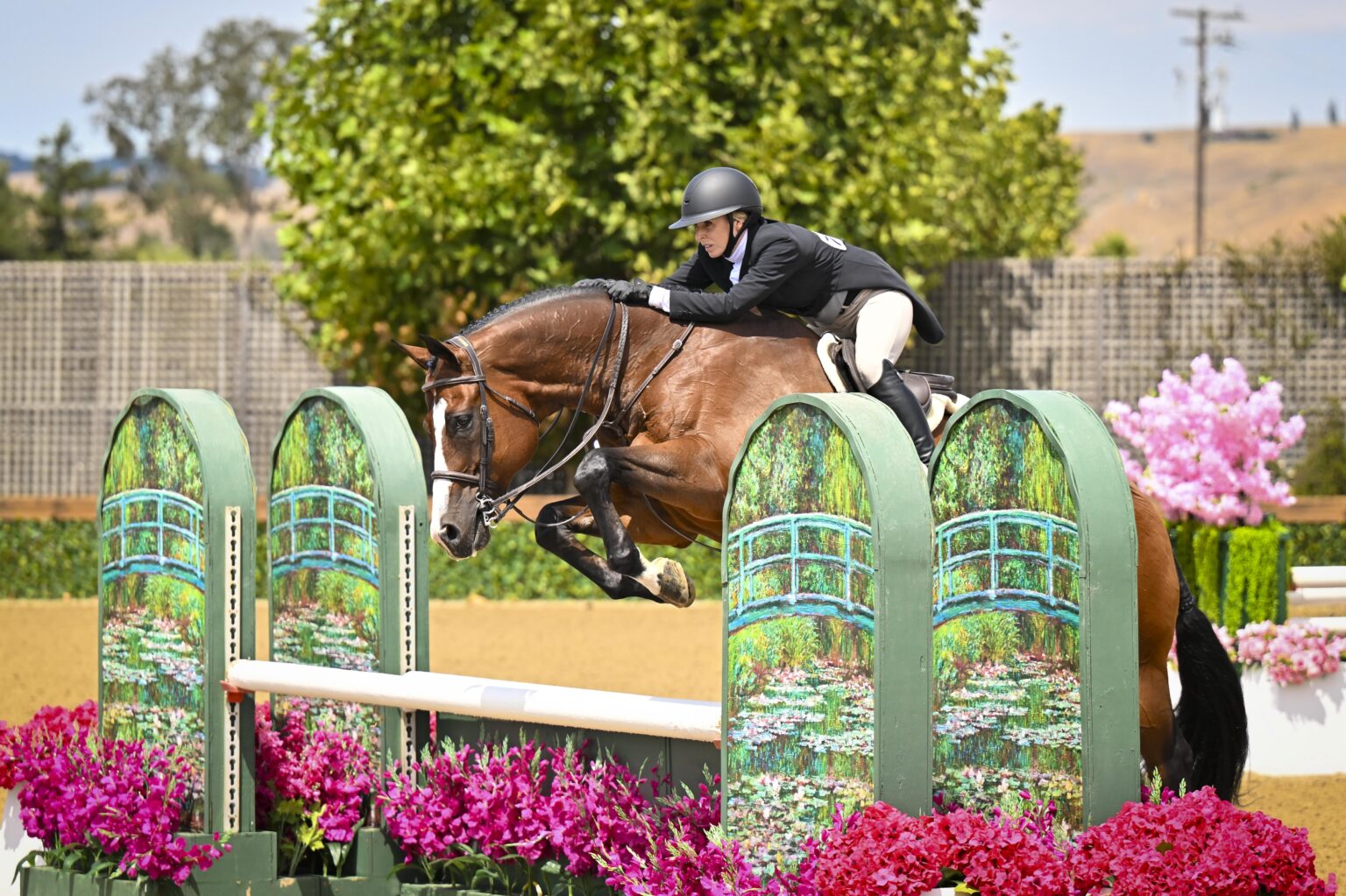 Back in the Arena: Bruce’s Comeback with VetStem Cell Therapy