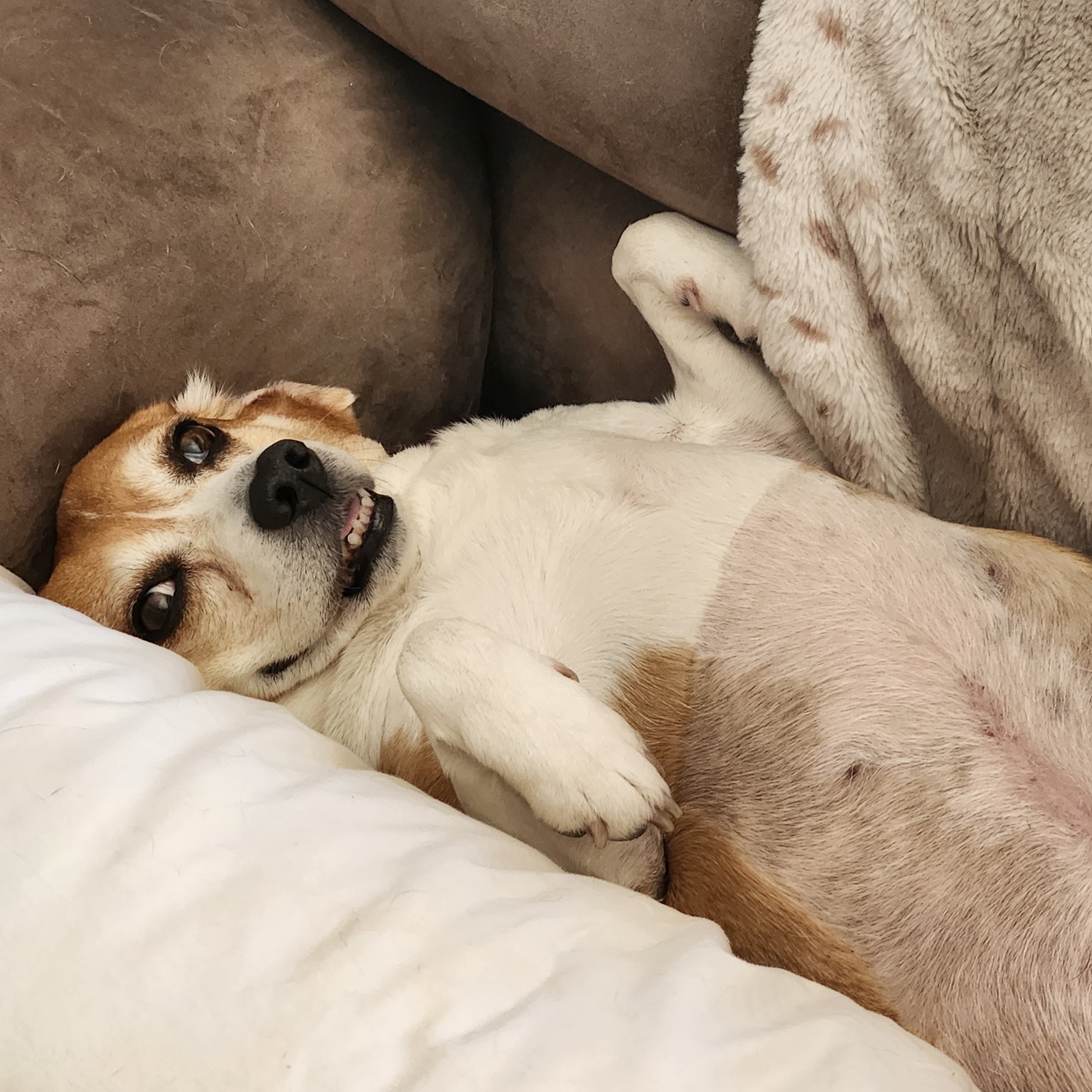 VetStem Cell Therapy Reduces Pain in Arthritic Dog